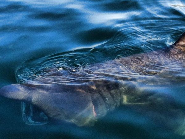 Basking Shark Scotland | Explore Oban