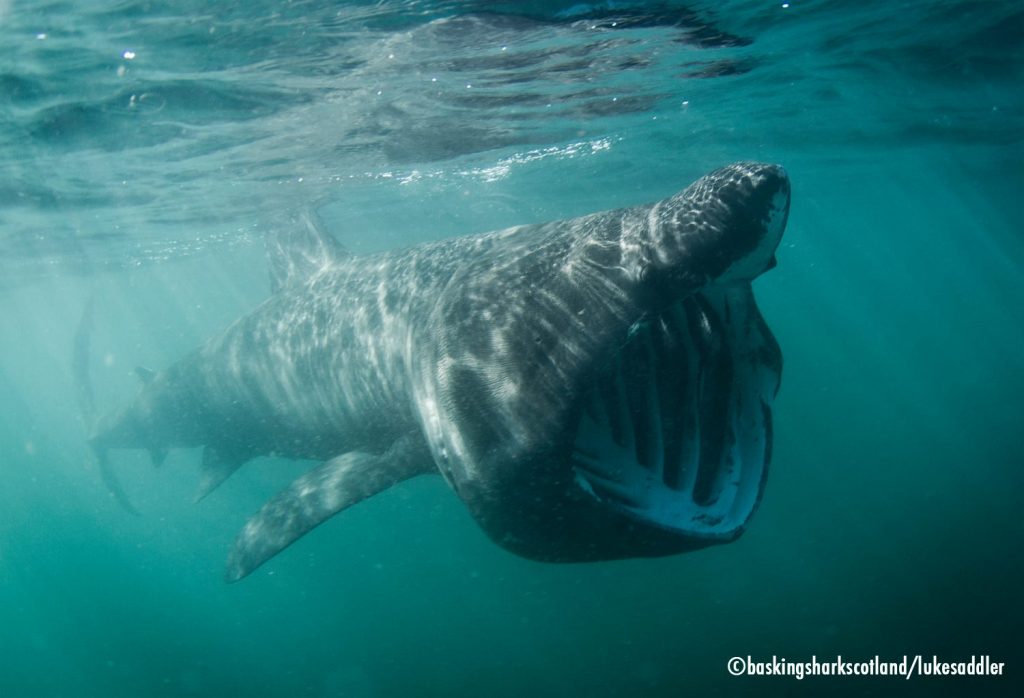 Basking Shark Scotland | Explore Oban